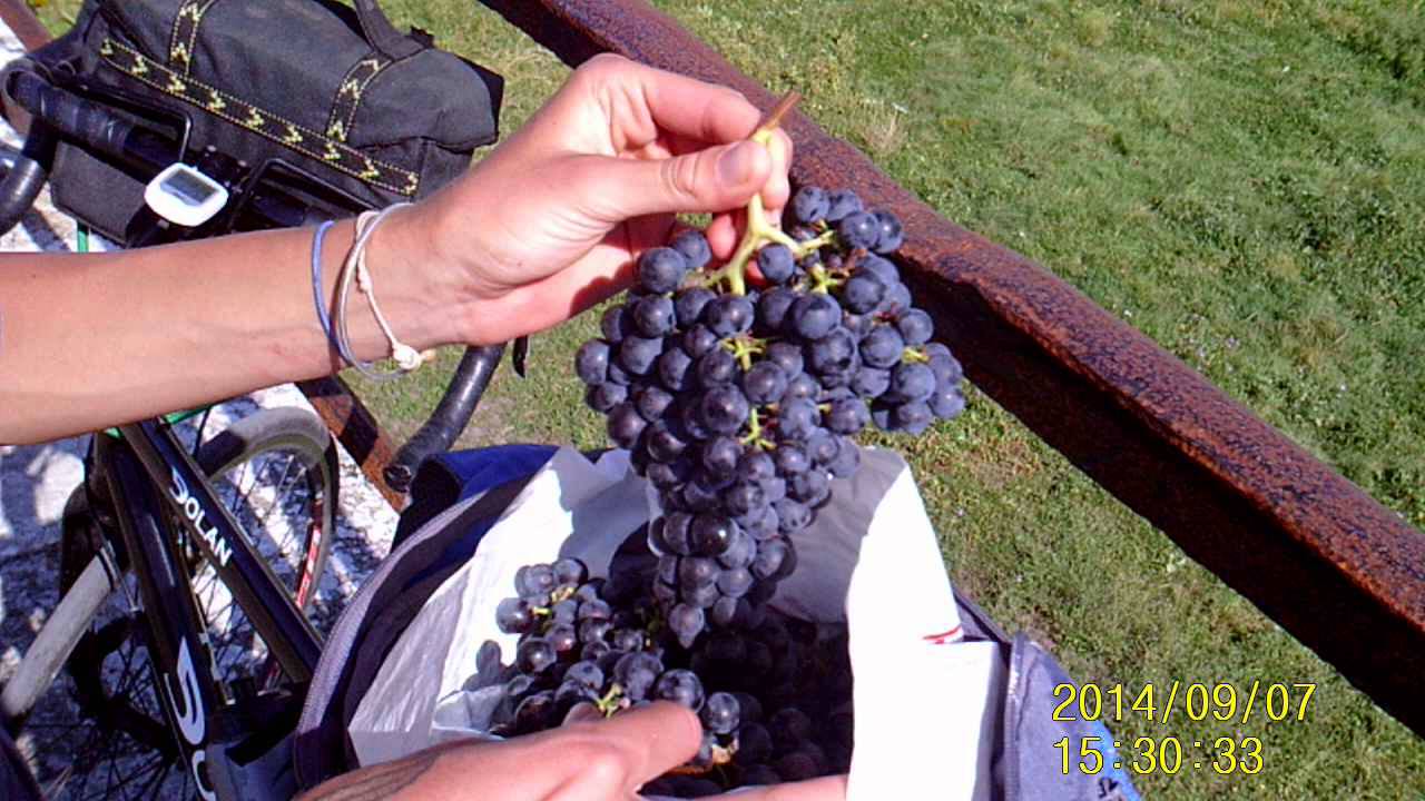 Eat your grapes! Bursting with antioxidants! - YouTube