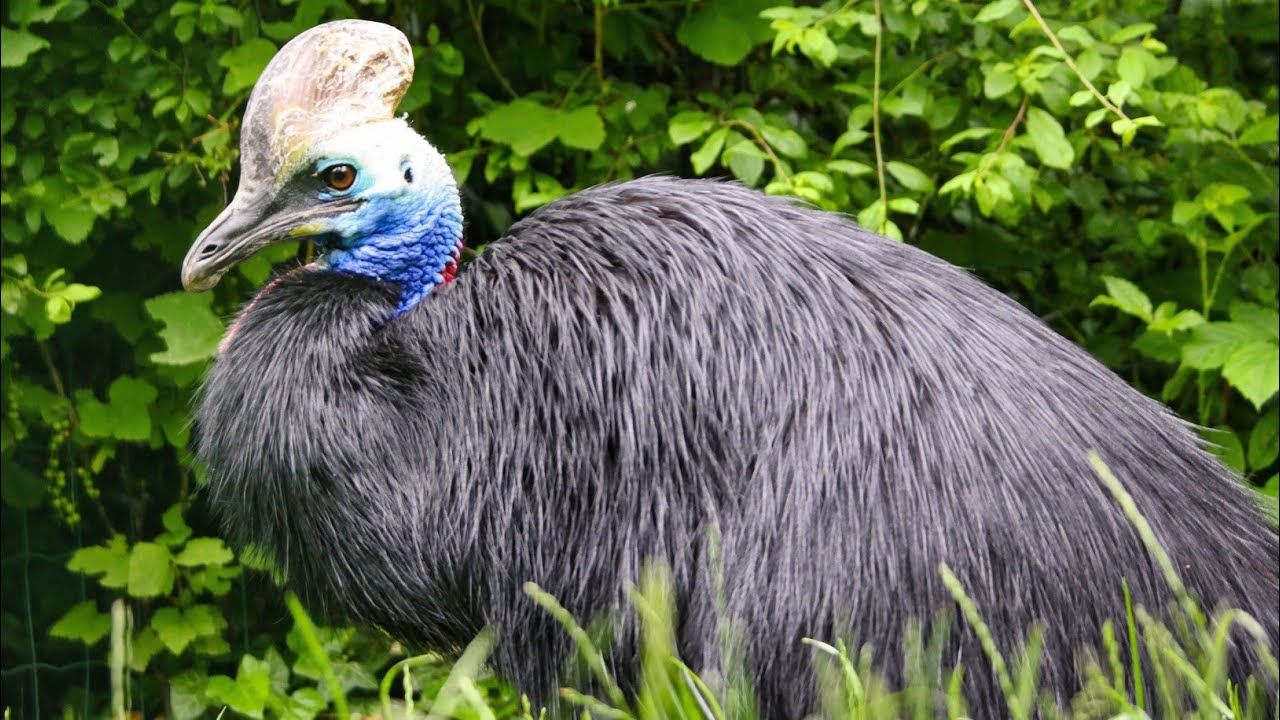 wild cassowary from egg to adult - YouTube