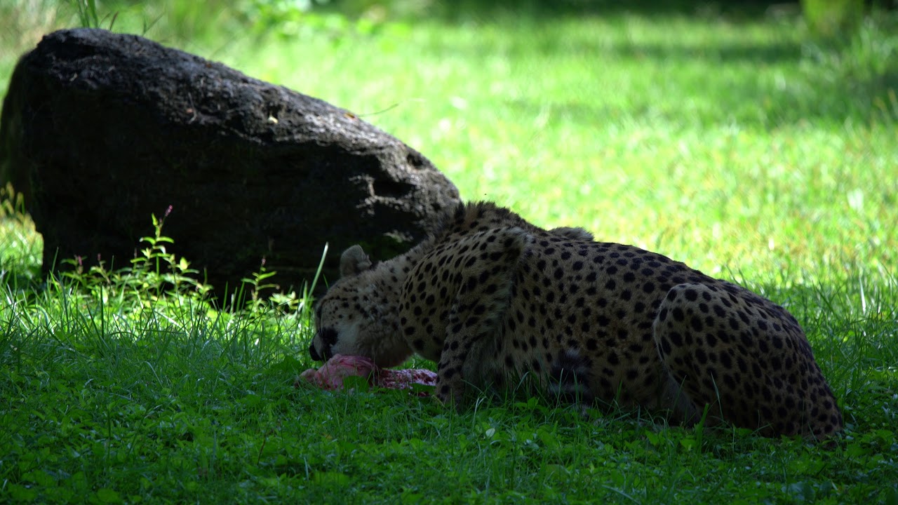 Cheetah Devouring Raw Meat - YouTube