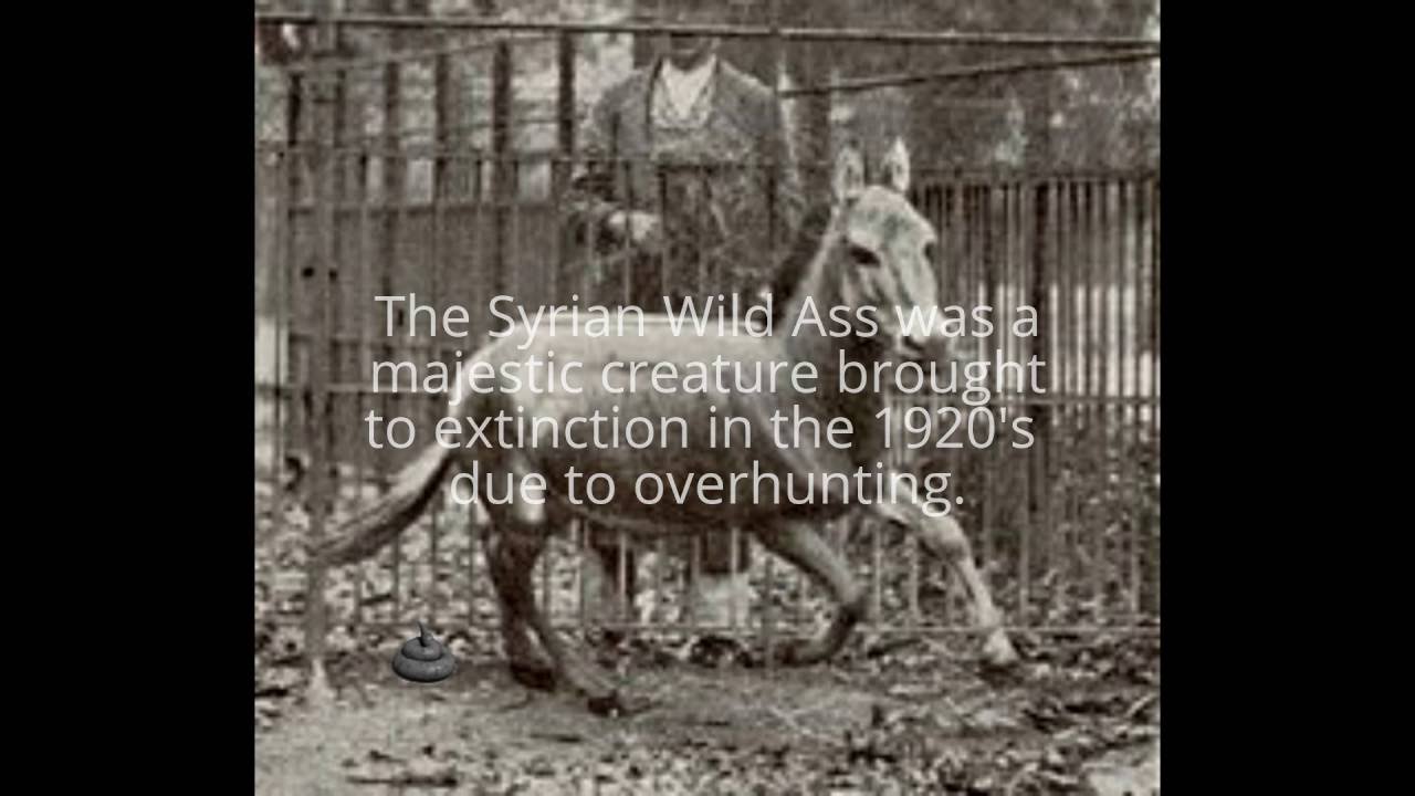 Syrian Wild Ass Awareness - YouTube