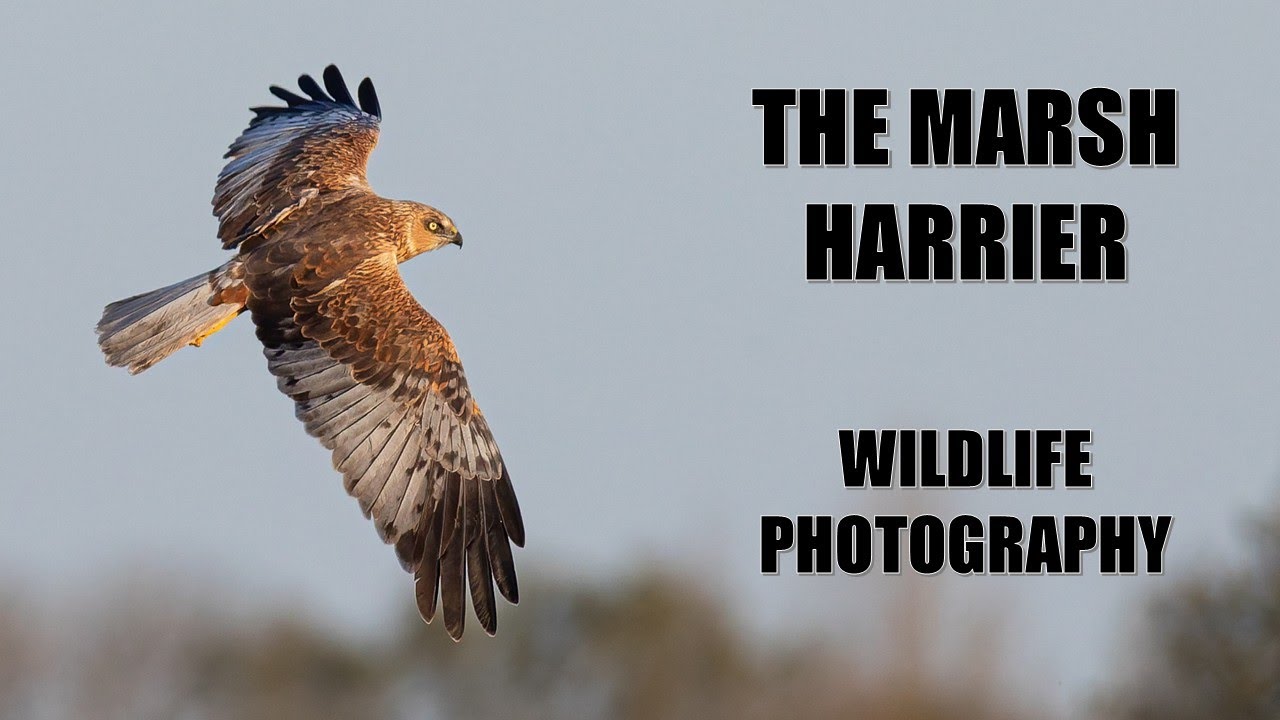 The Marsh Harrier at RSPB Ham Wall : Bird & Wildlife Photography - YouTube