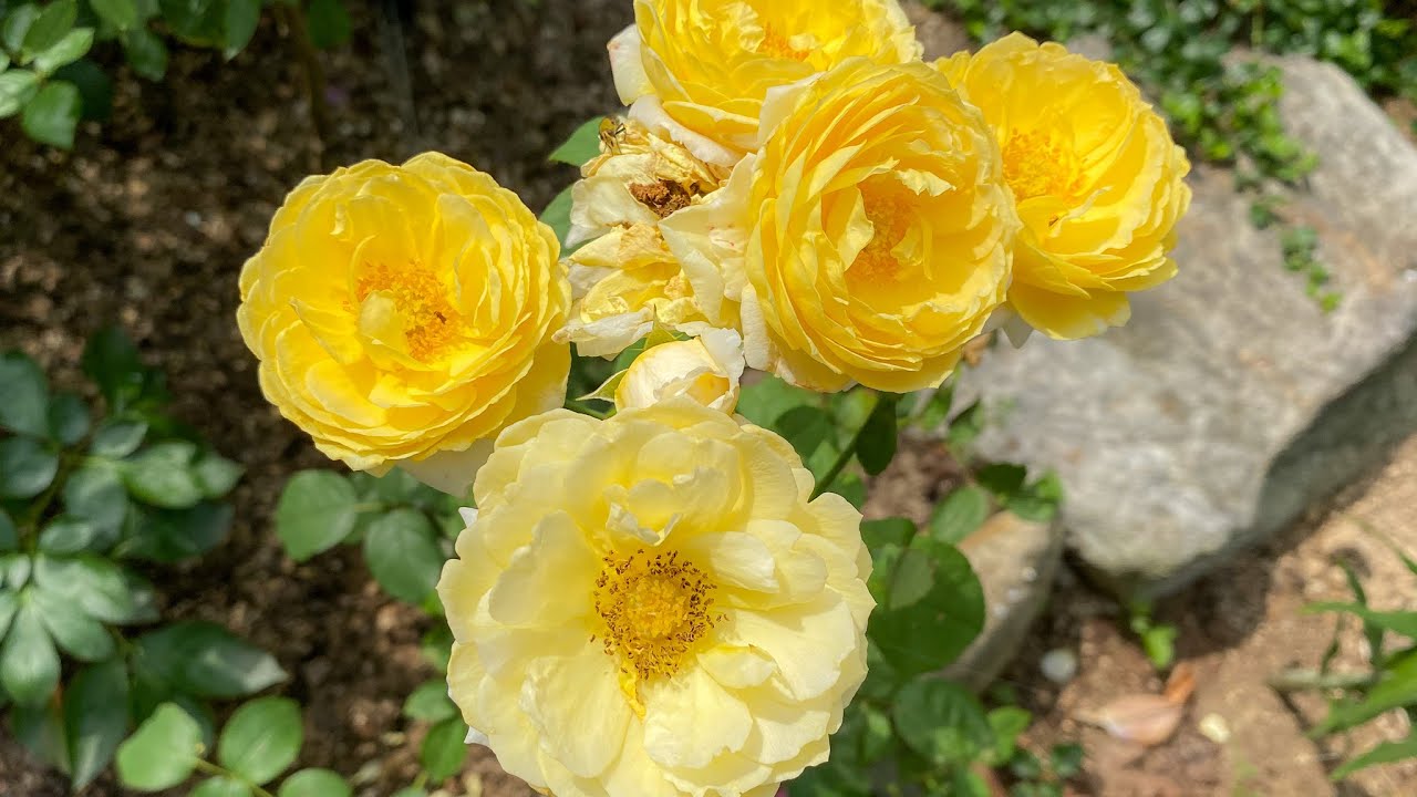 Faustinia Rose 2022 of the second year - YouTube