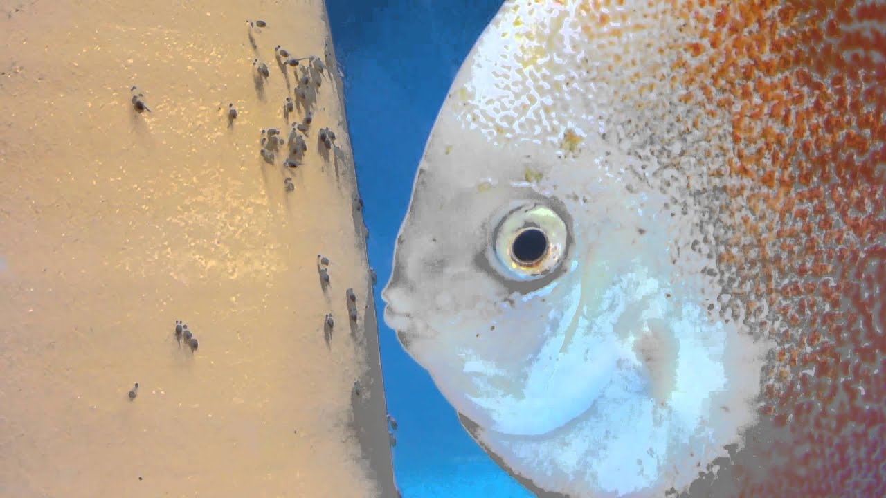 Breeding pair Snow Leopard discus with fry. - YouTube