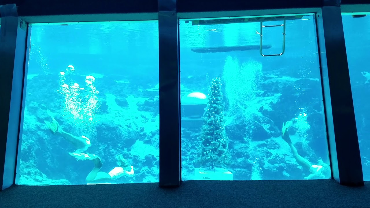 Weeki wachi springs state park Florida.. mermaid show - YouTube