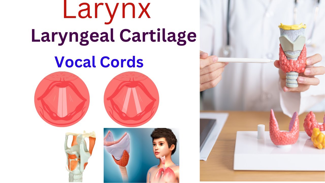 Larynx ( Voice Box ) Anatomy and Physiology l Laryngeal cartilage l ...