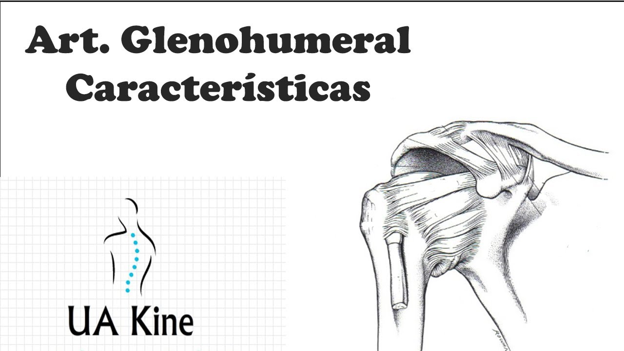 Biomecanica Art. Glenohumeral - YouTube