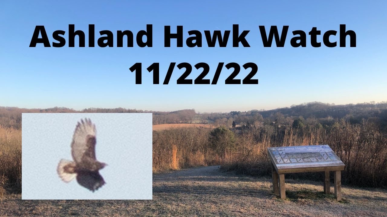 Dark Red-tailed Hawk and more, Ashland Hawk Watch, November 22nd, 2022 ...