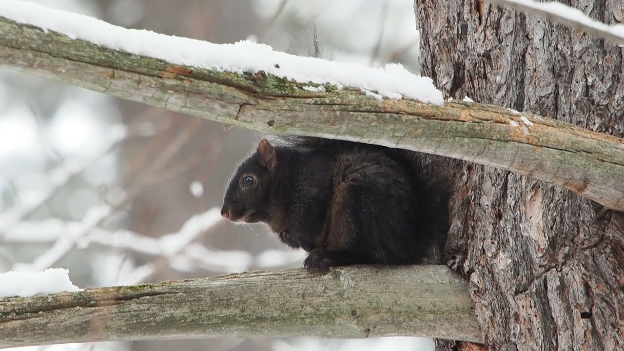 Black Squirrel Vocalizations, Mud Lake - YouTube