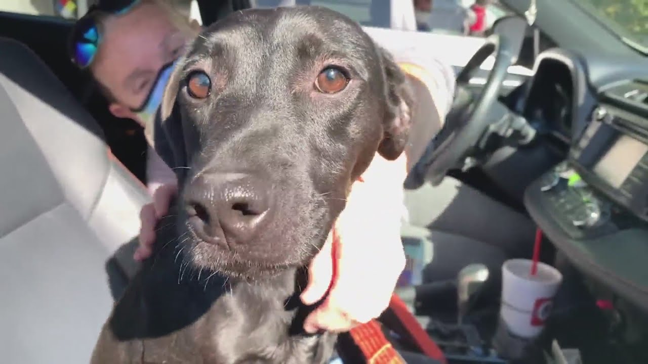 Inflation hits animal owners as cost of going to the vet rises - YouTube