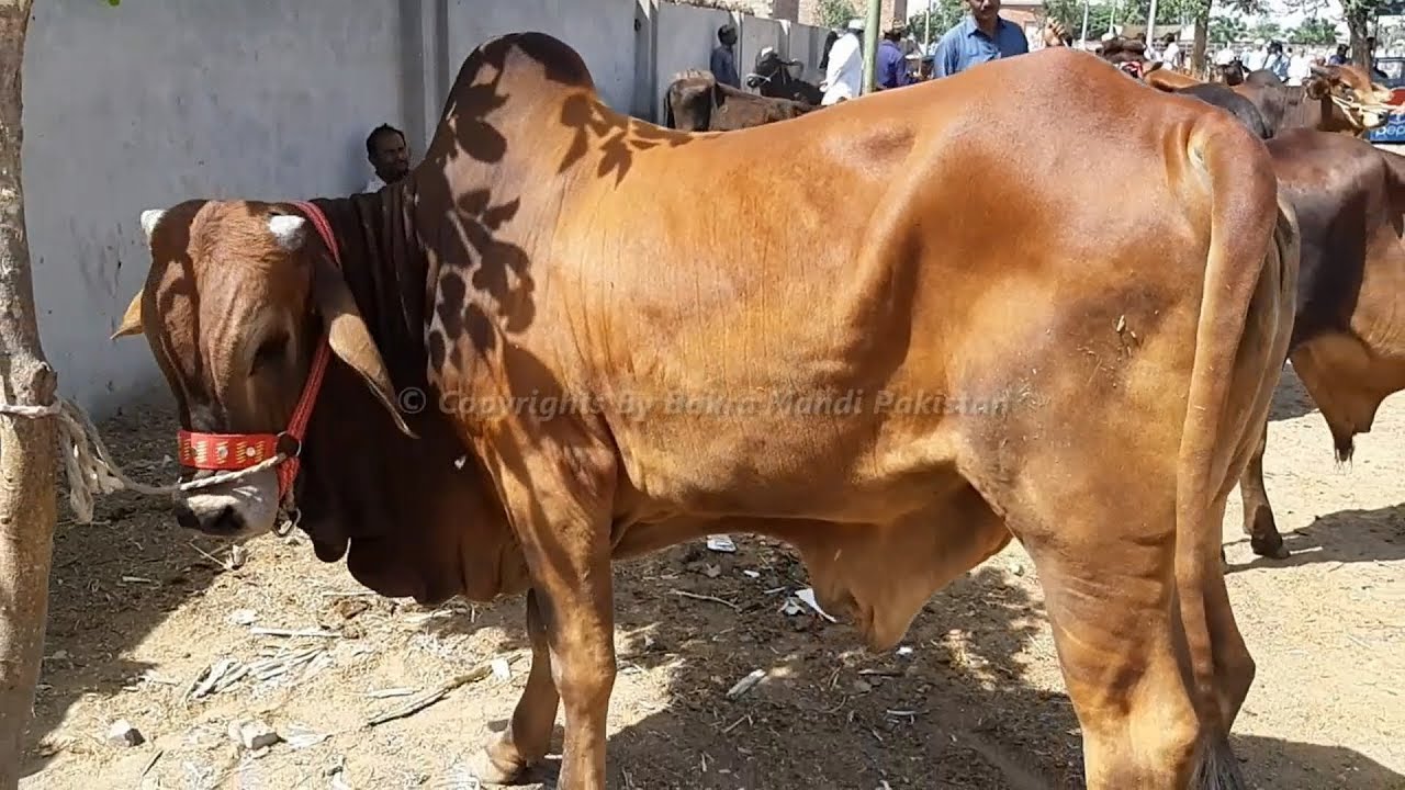 Sahiwal Bull - Cholistani Bull - Cow Mandi 2018 for BakraEid in ...