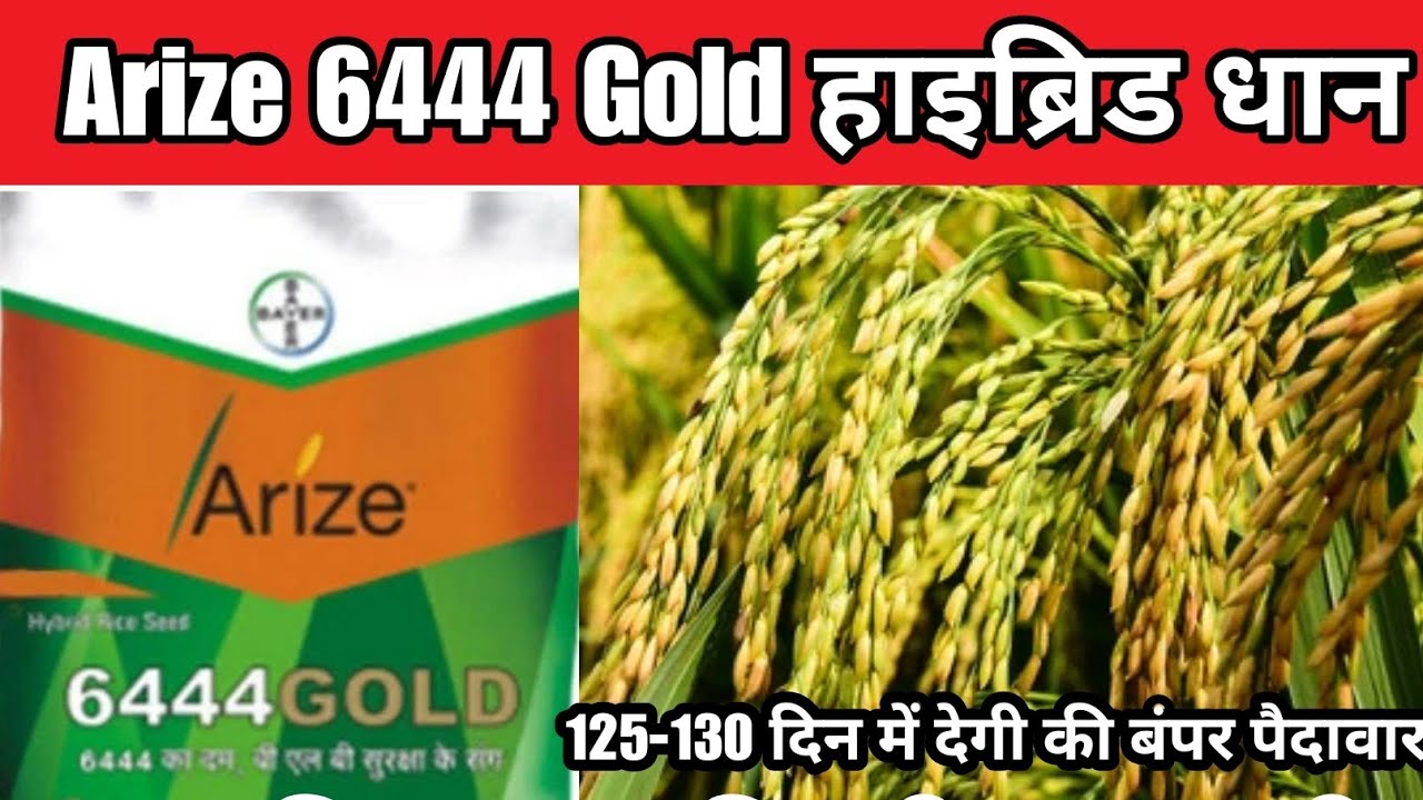 हाइब्रिड धान की खेती|| 125 दिन में तैयार होने किस्म Arize 6444 Gold ...
