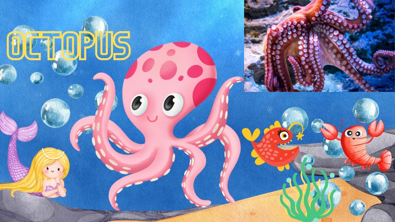Let's take a look at the magician octopus. / Master of escape / 마술사 문어에 ...