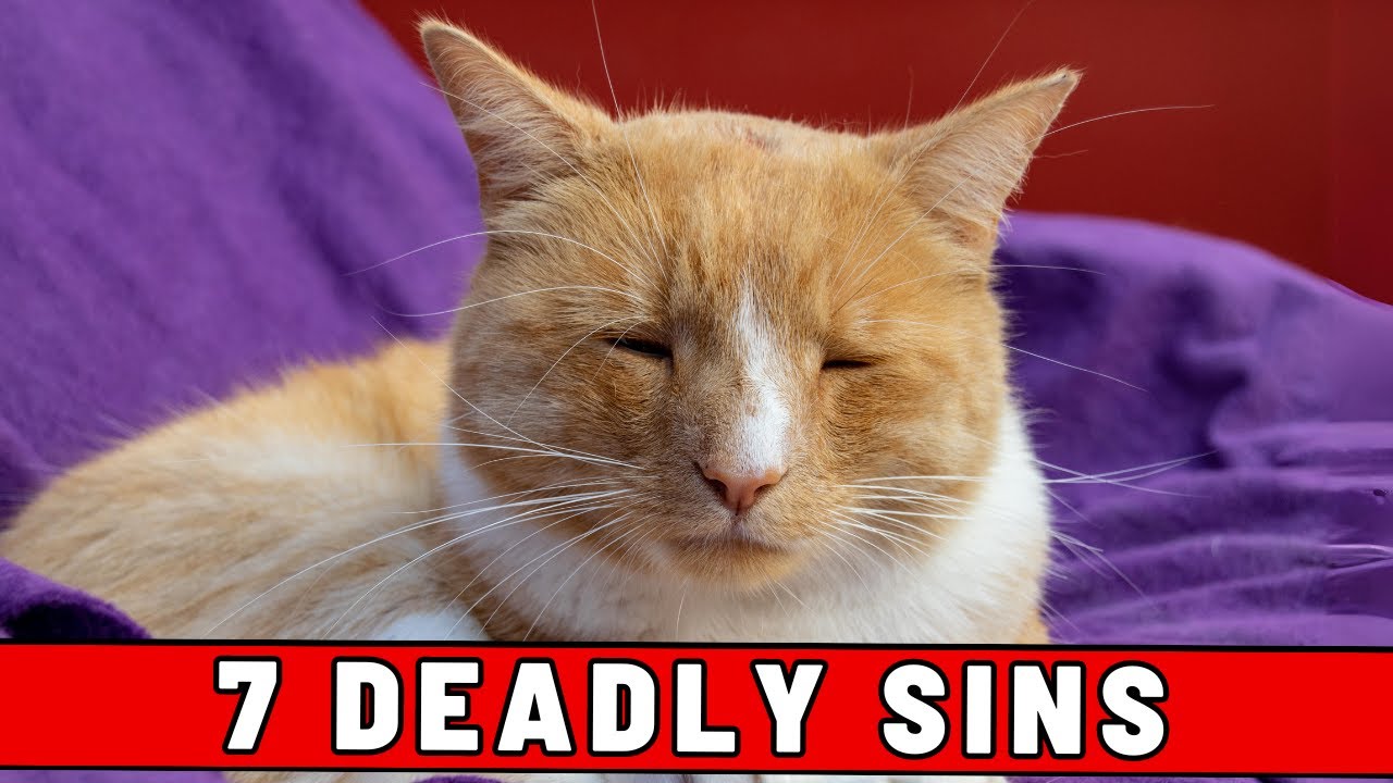 Seven Deadly Sins (According to Your Cat) - #4 Is Hilarious 🤣 - YouTube