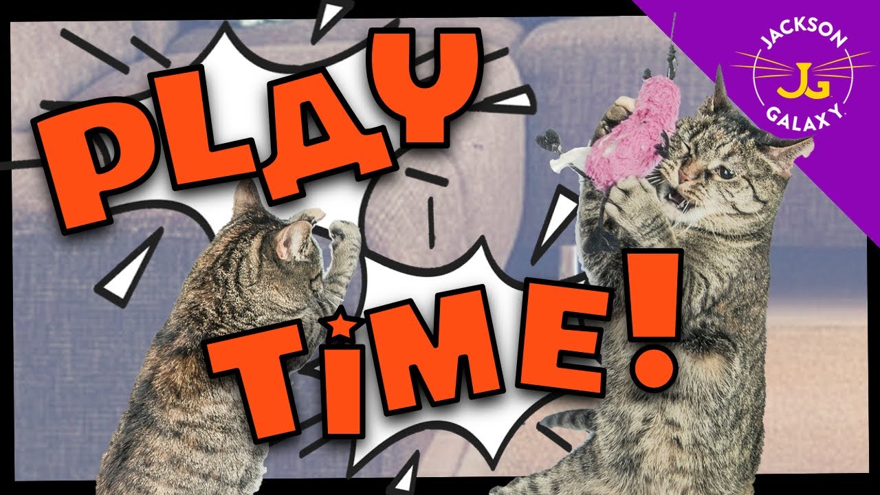 Cute Cat Compilation: Playtime! - YouTube