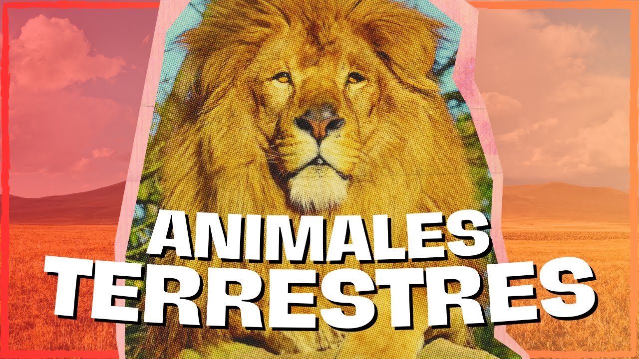 🦧¿QUÉ son los ANIMALES TERRESTRES? | CARACTERÍSTICAS, CLASIFICACIÓN y ...