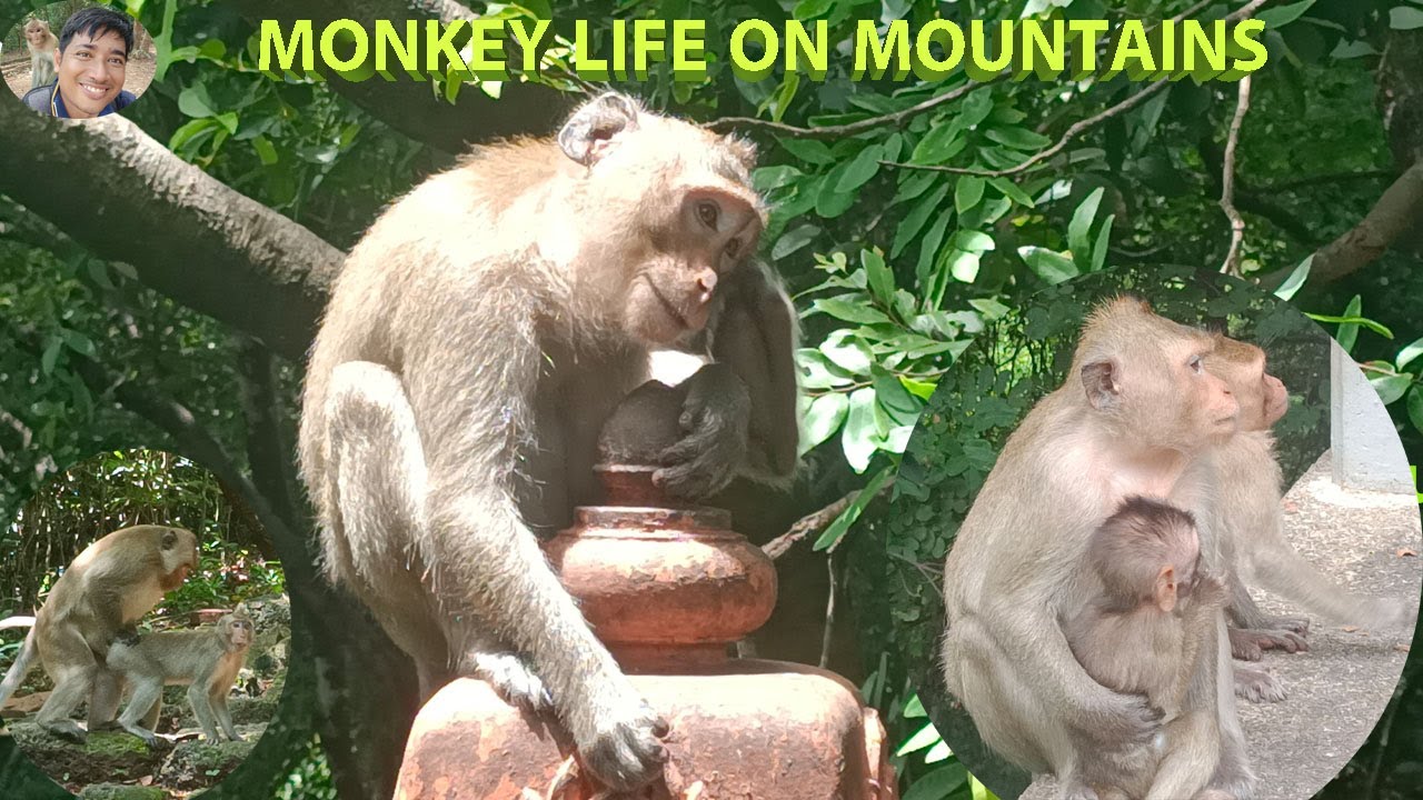 monkey sounds,monkey video,monkey dance,monkey cartoon - YouTube