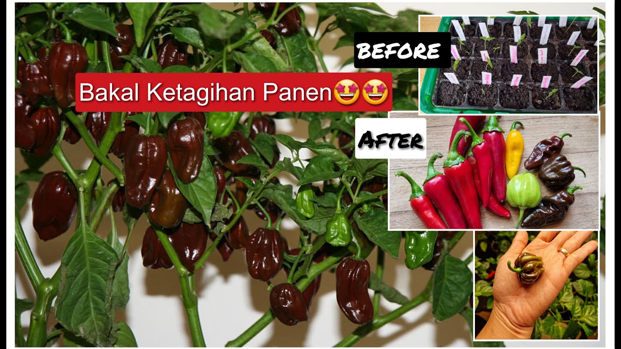CARA MENANAM CABAI HABANERO DI POT DAN HASIL MELIMPAH #cabai #cabe ...