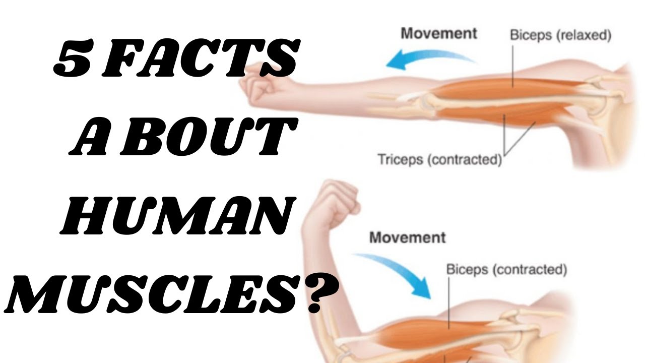 5 Facts about Human Muscles: An Overview of the Muscular System and How ...