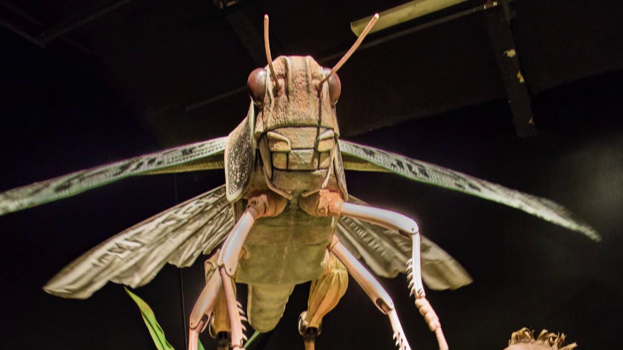 Giant Insects - YouTube
