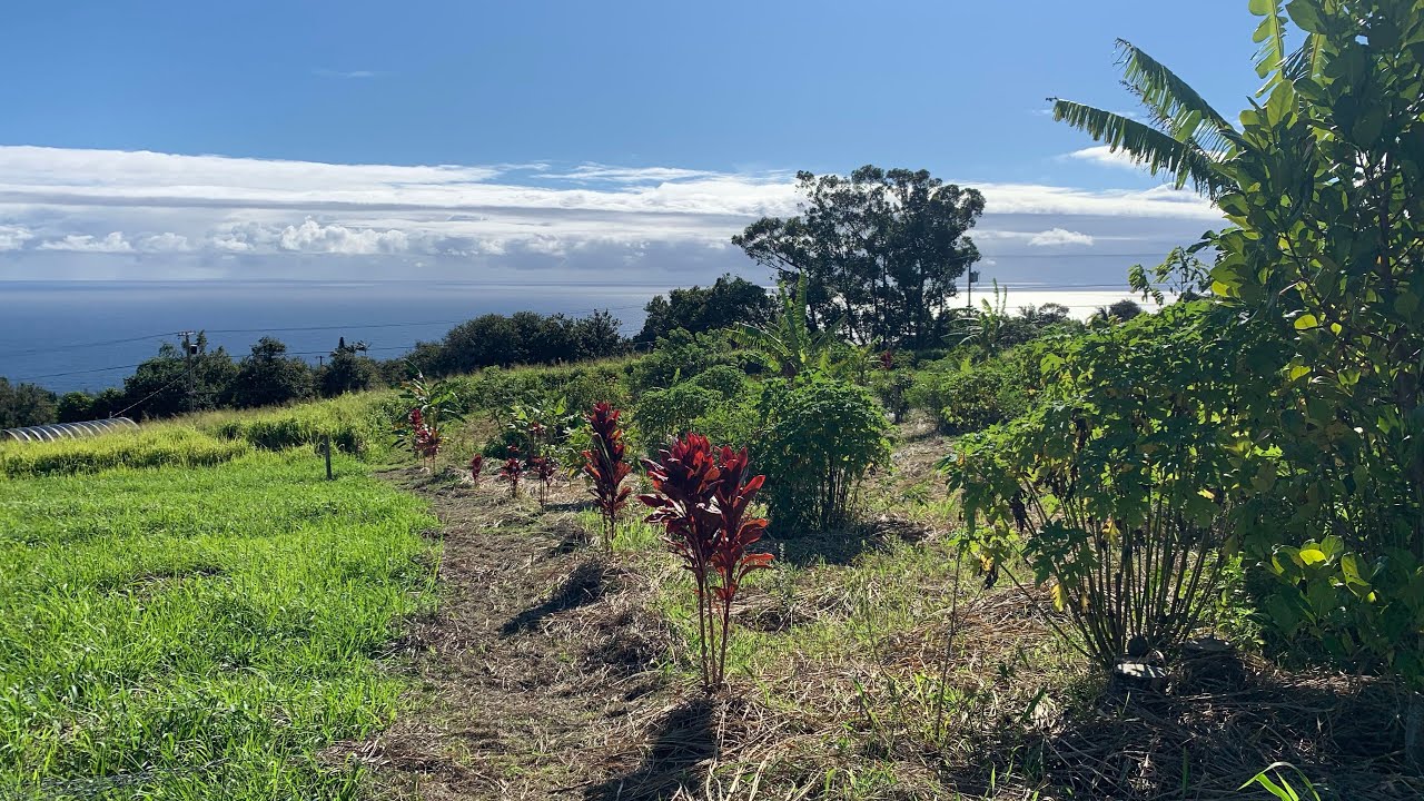 Tour of Our 3 Year Old Food Forest in Hawaii - YouTube
