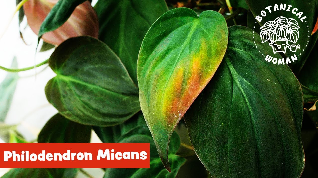 Philodendron Micans Deformed Leaves - YouTube