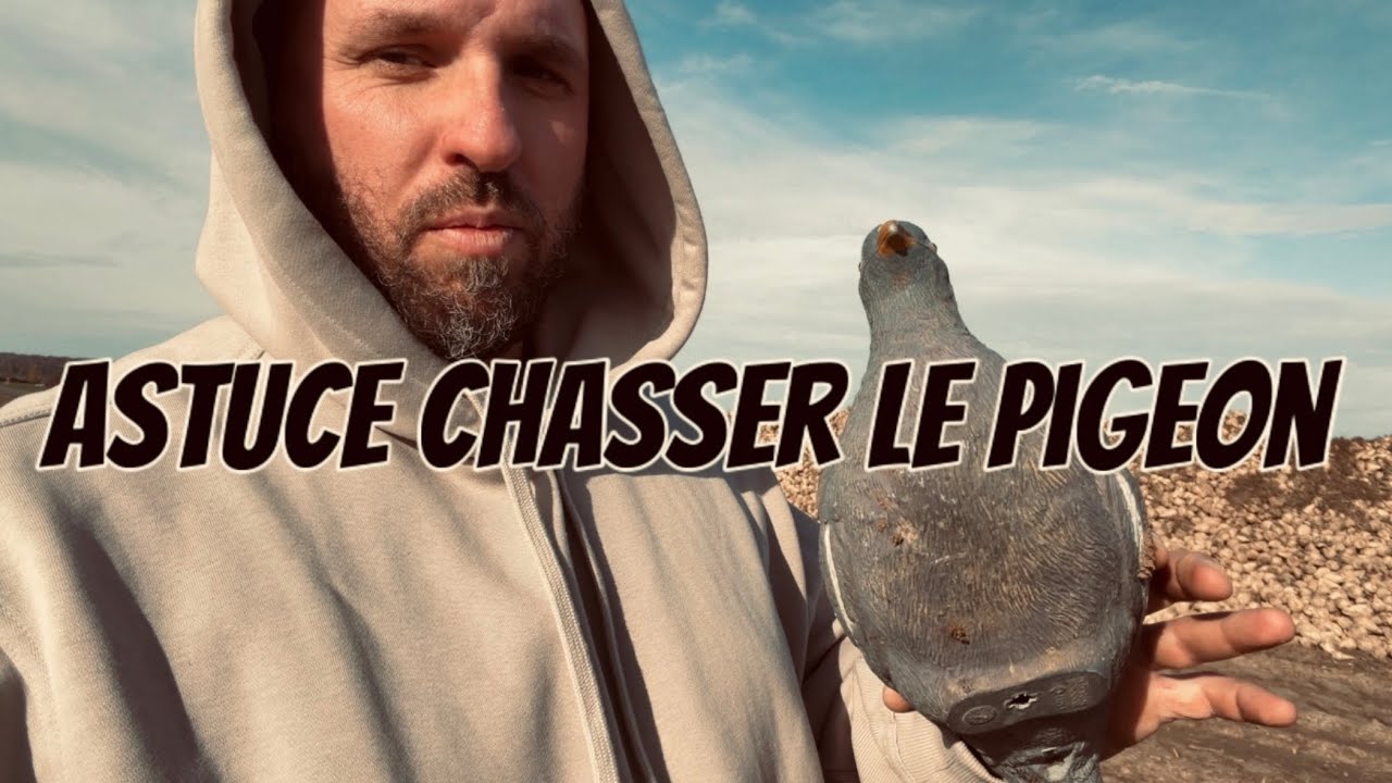 Je chasse le pigeon et vous explique tout [Attelage Pigeon] [Mojo ...