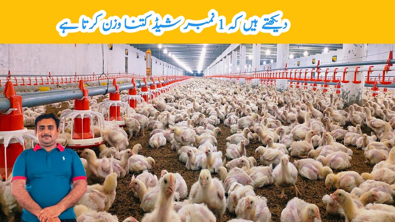 Control shed No (1) Broiler Chicks Weight Day (14) | broiler chicken ...
