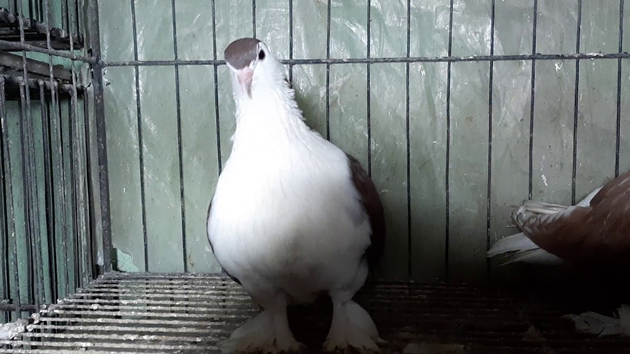 Kobutor sell - YouTube