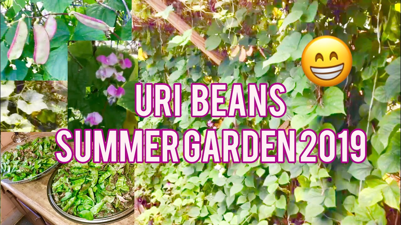 Provashi Gardening | Uri Beans American Garden 2019 - YouTube