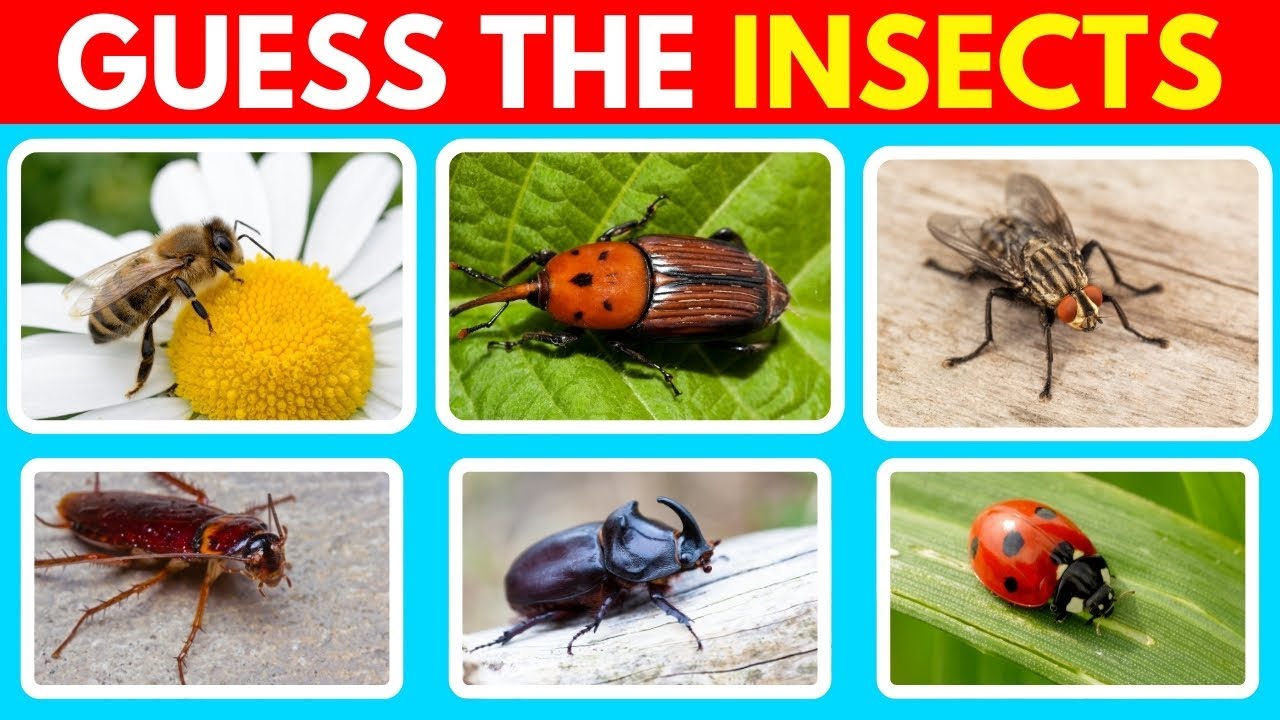 Guess the Insect By Their Image ( Part 1 ) - YouTube