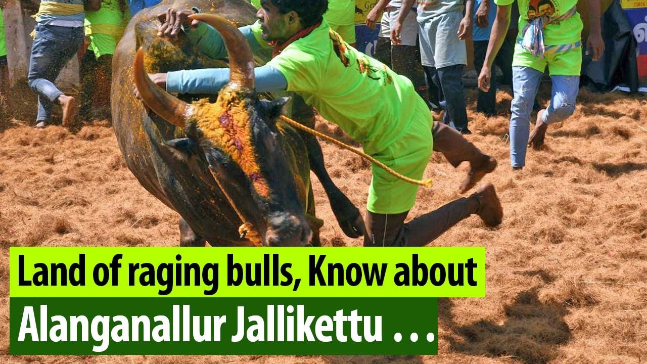 Alanganallur Jallikettu 2023 : What was so special about this event ...