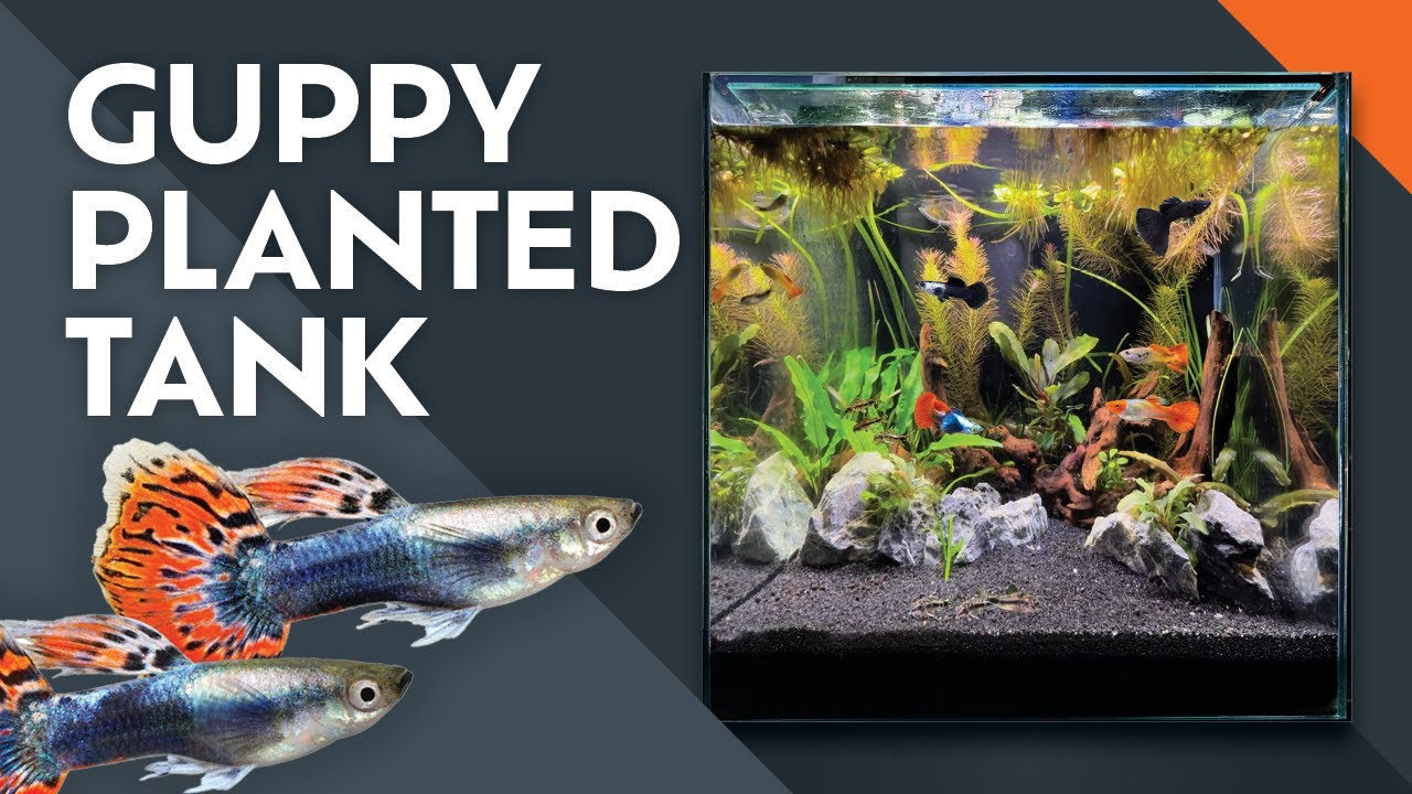 How to Set Up the Perfect Guppy Tank - YouTube