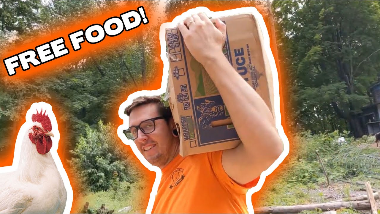 Getting FREE FOOD for our CHICKENS! - YouTube