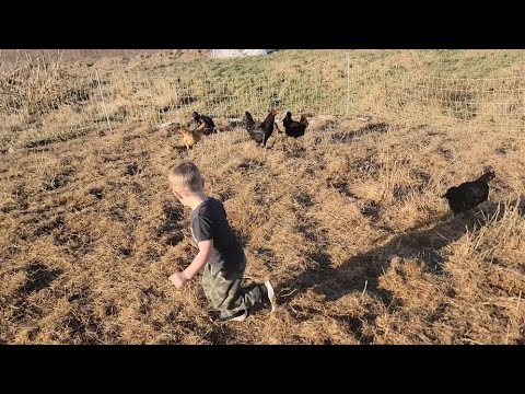 Premier 1 #chicken #fence #pasturepoultry #update #homestead # ...