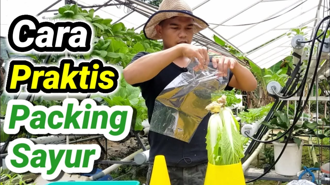Cara Packing Sayuran Hidroponik Praktis || Tutorial Hidroponik - YouTube