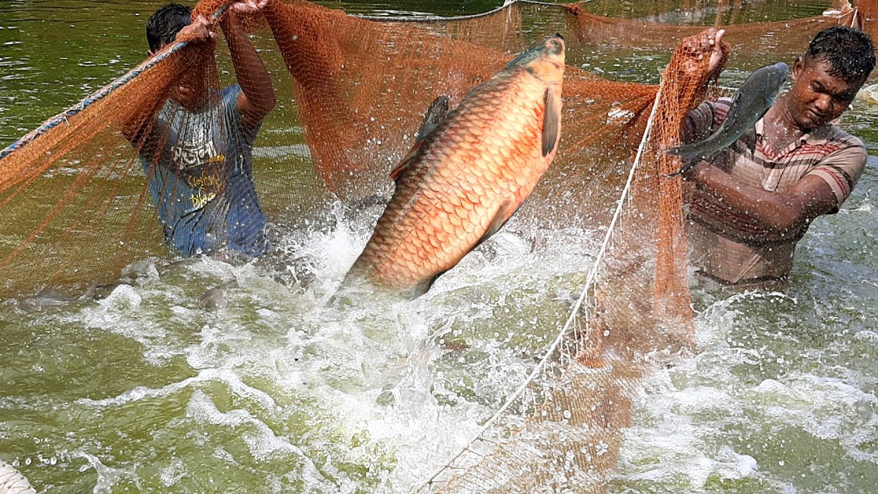 #Jhinuk Fishing | Amazing Net Fishing In A Village Large Ponds | Big ...