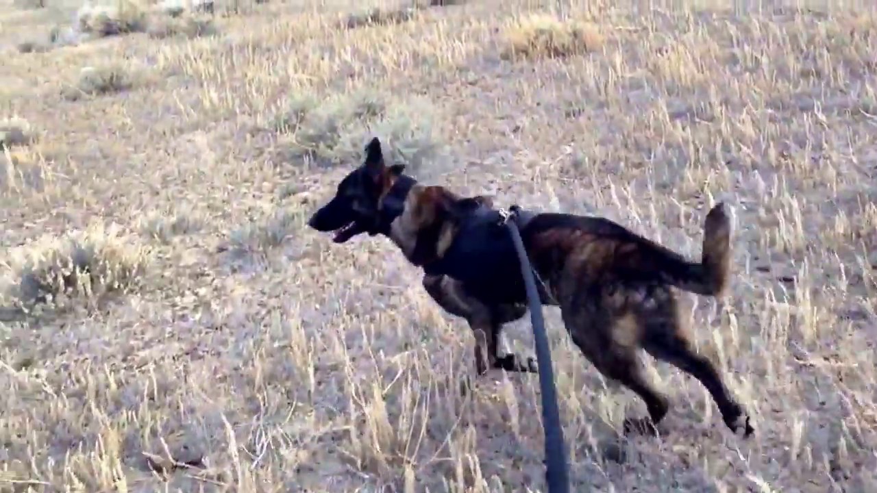 Pipeline Leak Detection Dog - YouTube