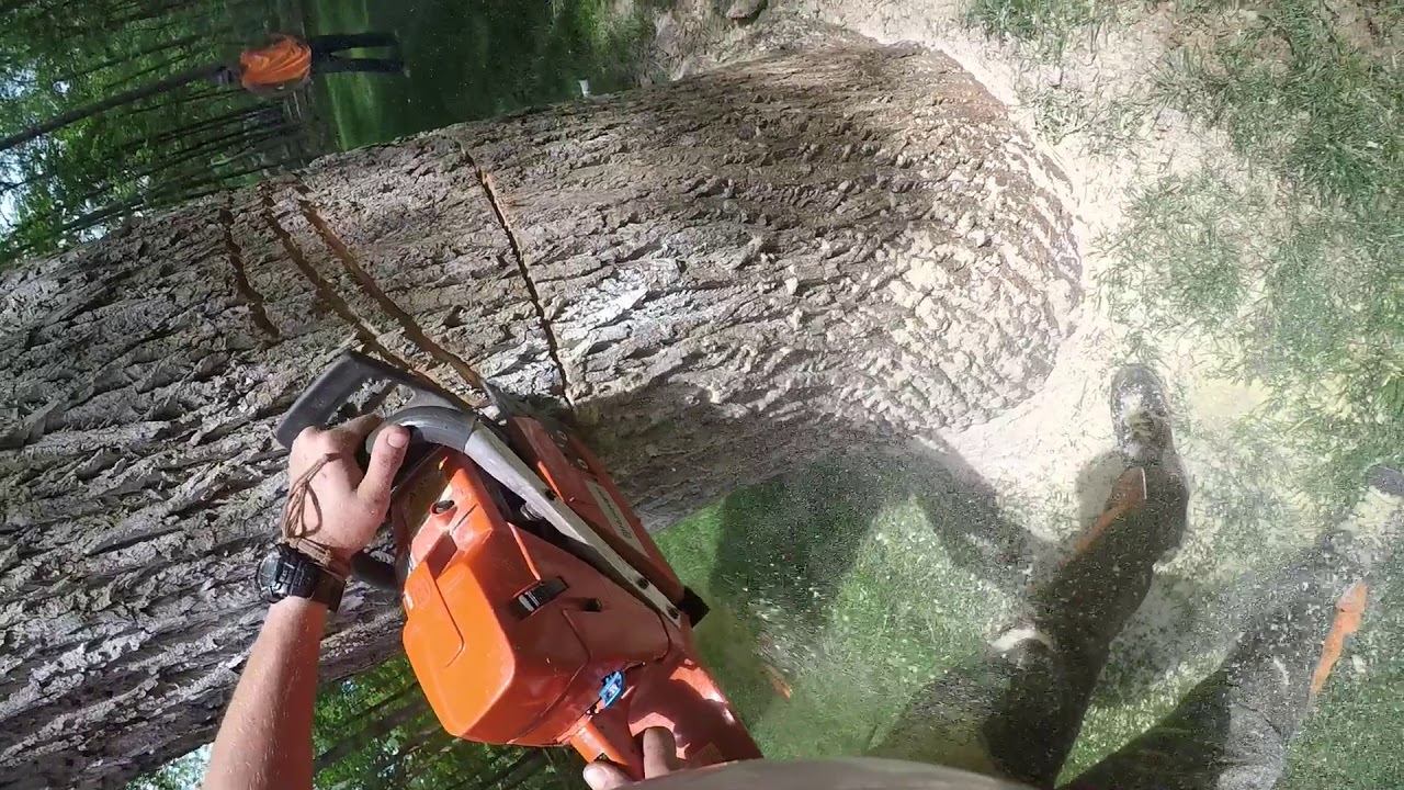ARBORIST CUTS DOWN HUGE BACK LEANING POPLAR TREE WITH 395XP (PRECISION ...