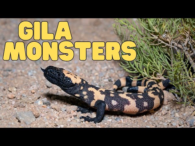 Gila Monsters | Learn fun facts about this venomous lizard - Videos For ...