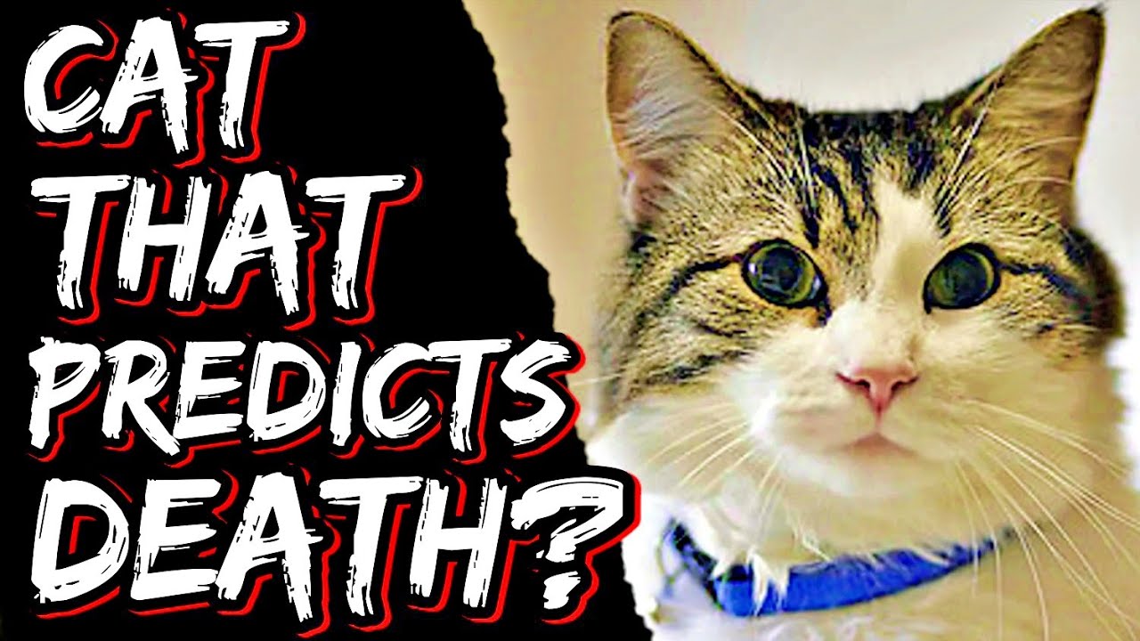 Oscar the Therapy Cat - The Cat Who Predicts Death - YouTube