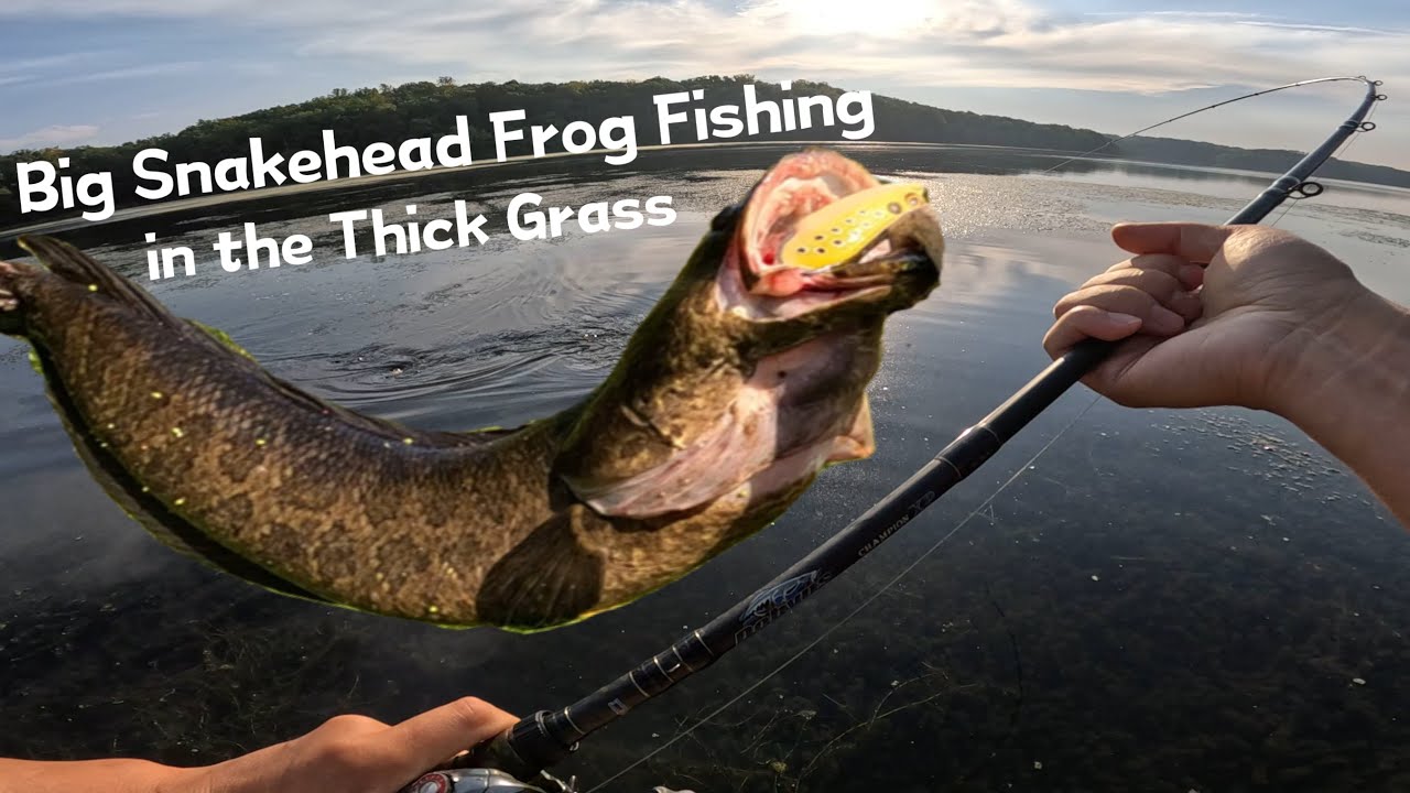 BIG Snakehead Fishing with Topwater Frog in Thick Grass - YouTube