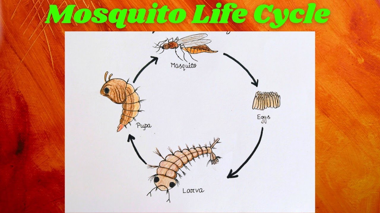 Mosquito Life Cycle ll how to draw mosquito Life cycle ll diagram of ...