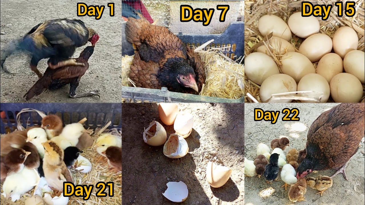 Aseel Hen Hatching Eggs For First Time | Hen Harvesting Eggs To Chicks ...
