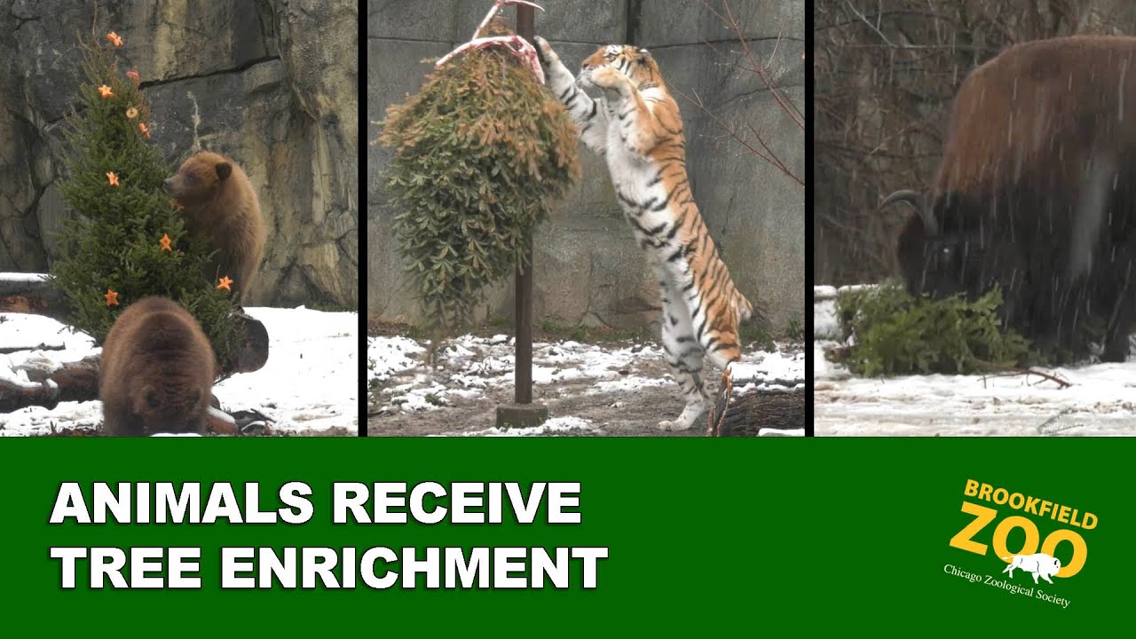 Tree Enrichment - YouTube