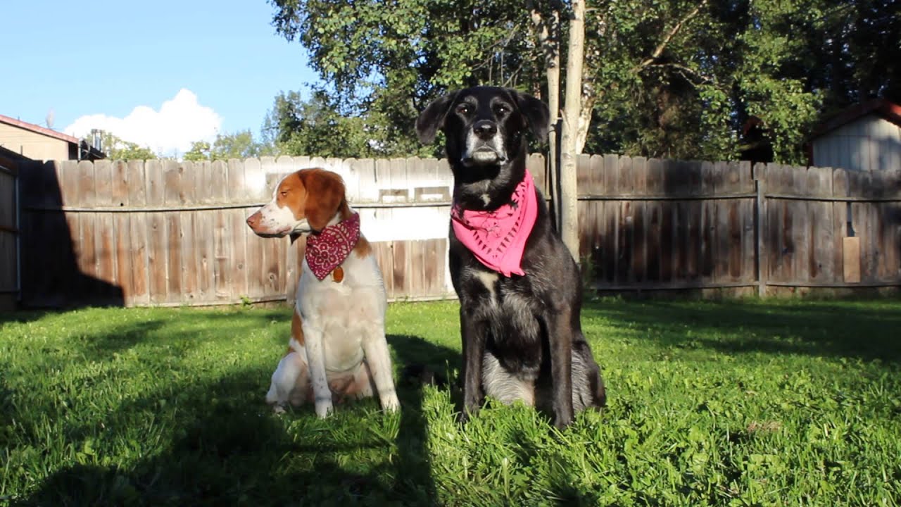 Doggie Dog World Homepage Video - YouTube