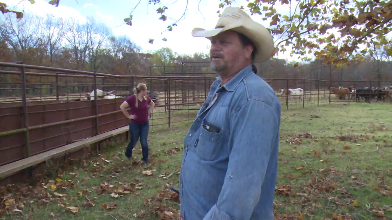 Weaning Calves on Berry Ranch - YouTube