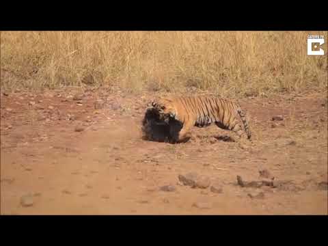 Kaplanla ayının kavgası