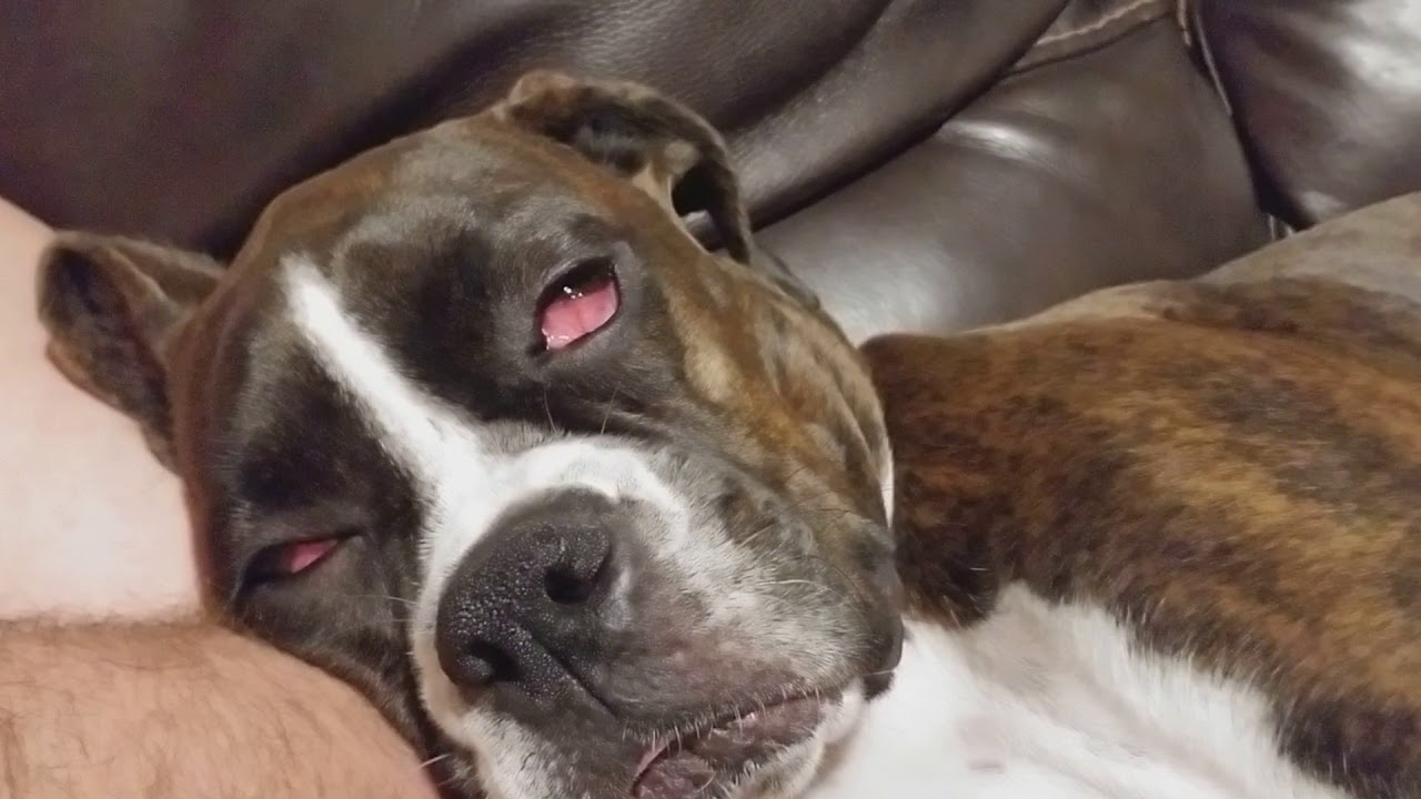 Mia - 7 month boxer takes a nap - YouTube
