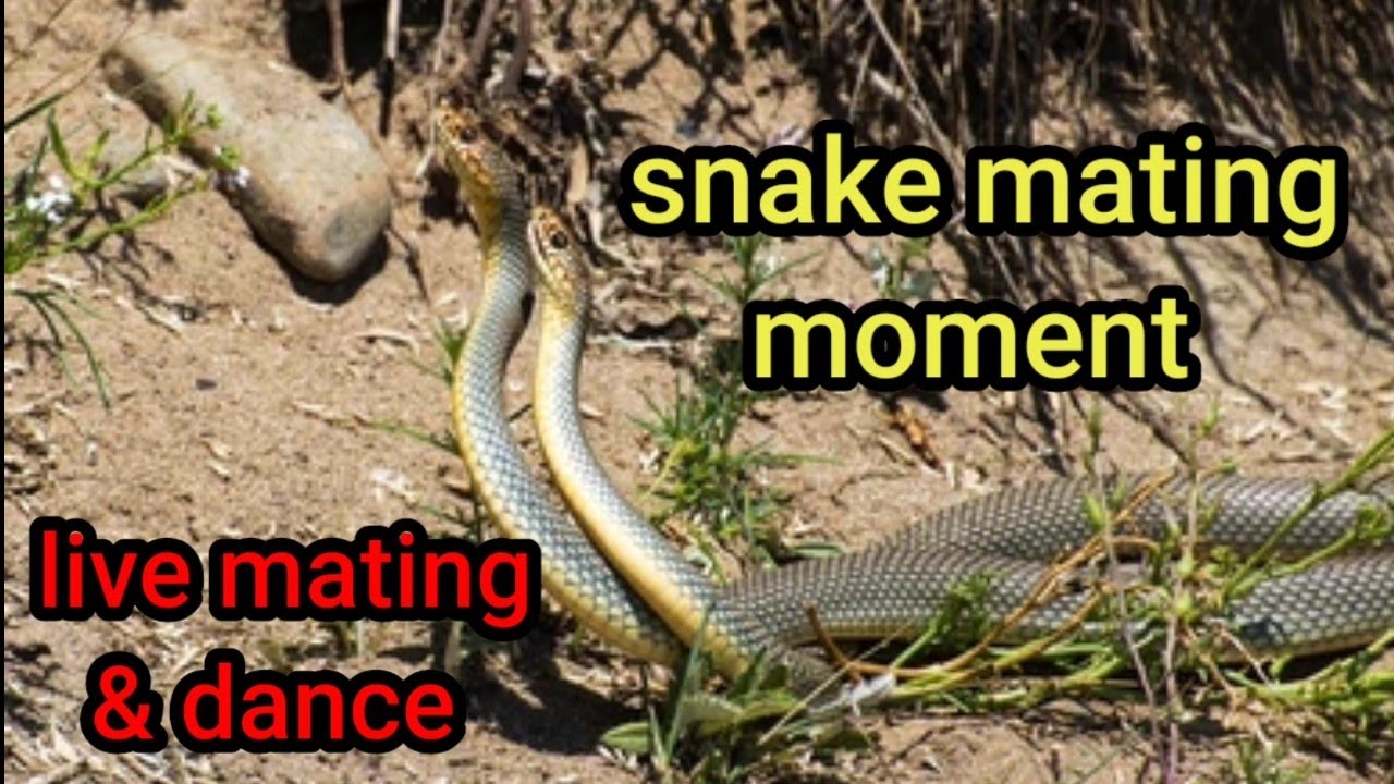#best_ snake_ mating_ moment#snake _mating_ #snake_ dance# - YouTube