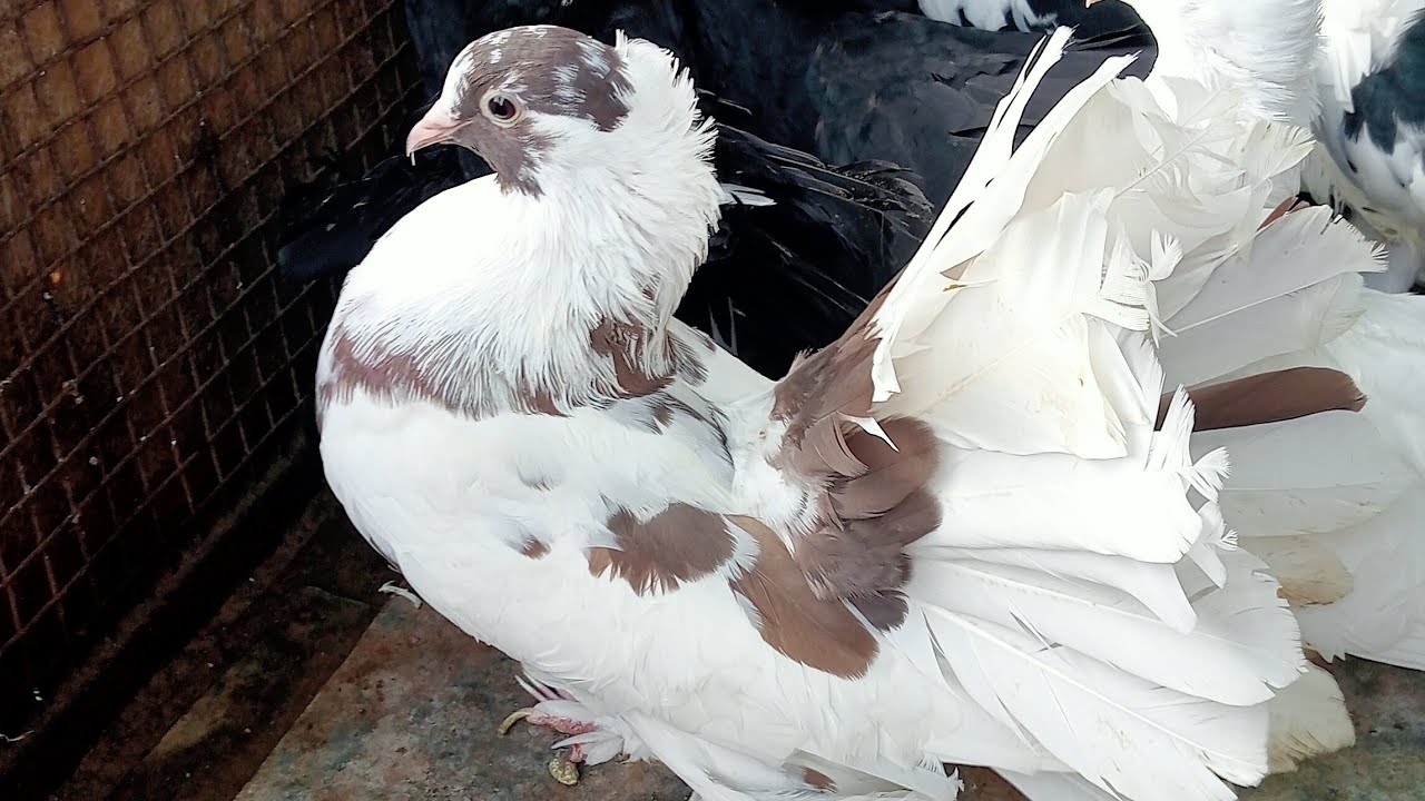 kabutar kabutar ki new video - YouTube